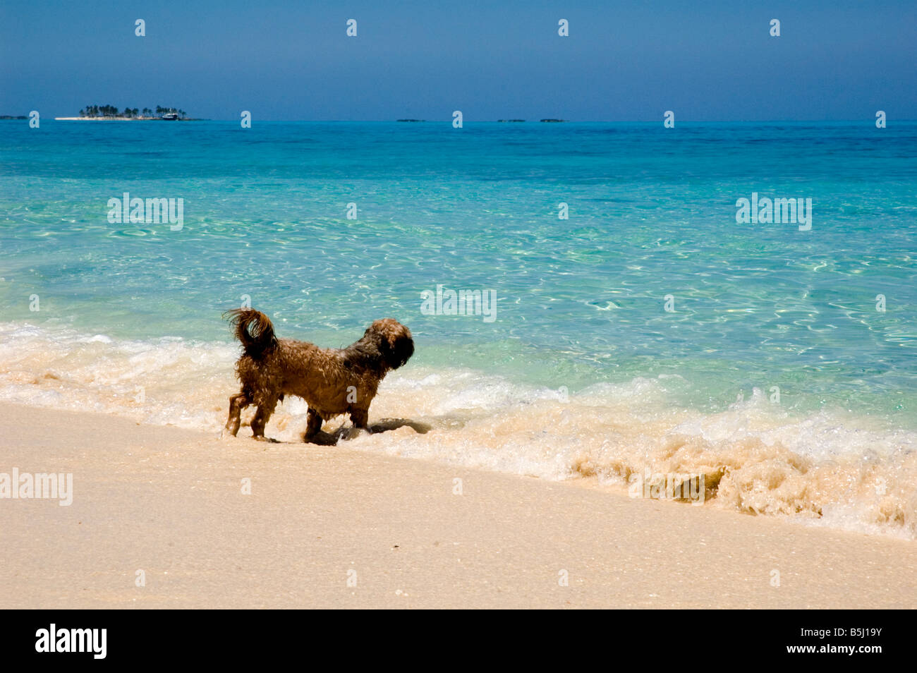 Dog on beach, Rose Island, Bahamas Stock Photo - Alamy