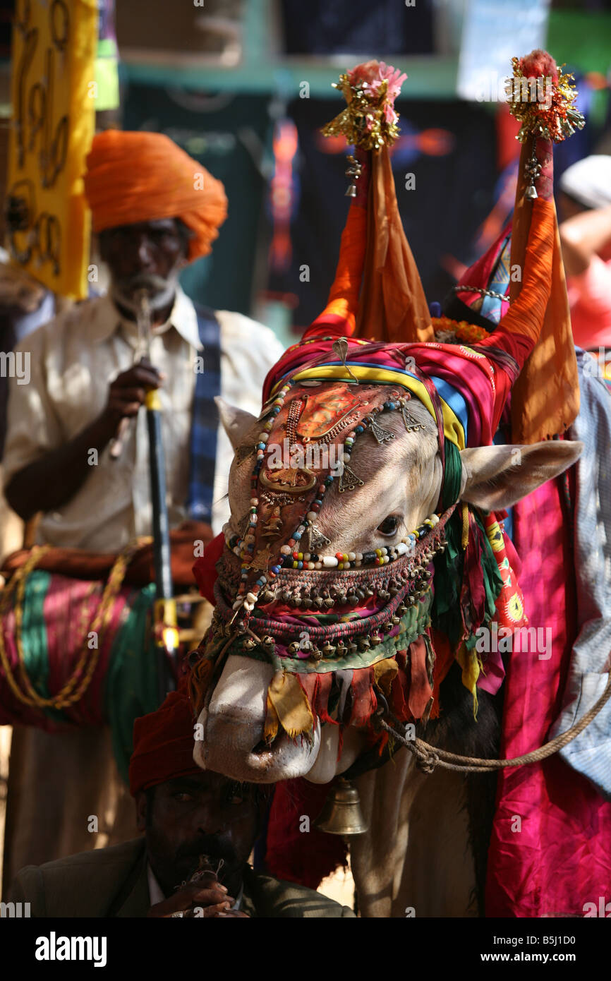 Holy cow india hi-res stock photography and images - Alamy