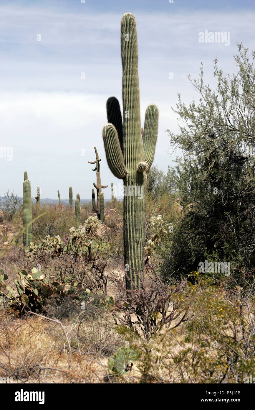 Arizona Saguaro Cactus Stock Photo - Alamy