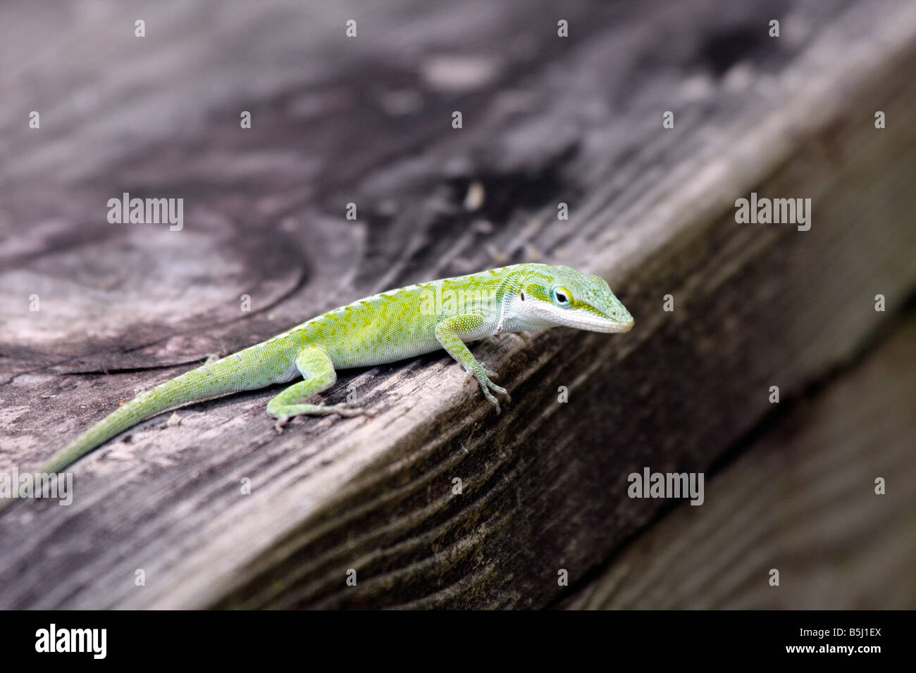 Green anole florida hi-res stock photography and images - Alamy