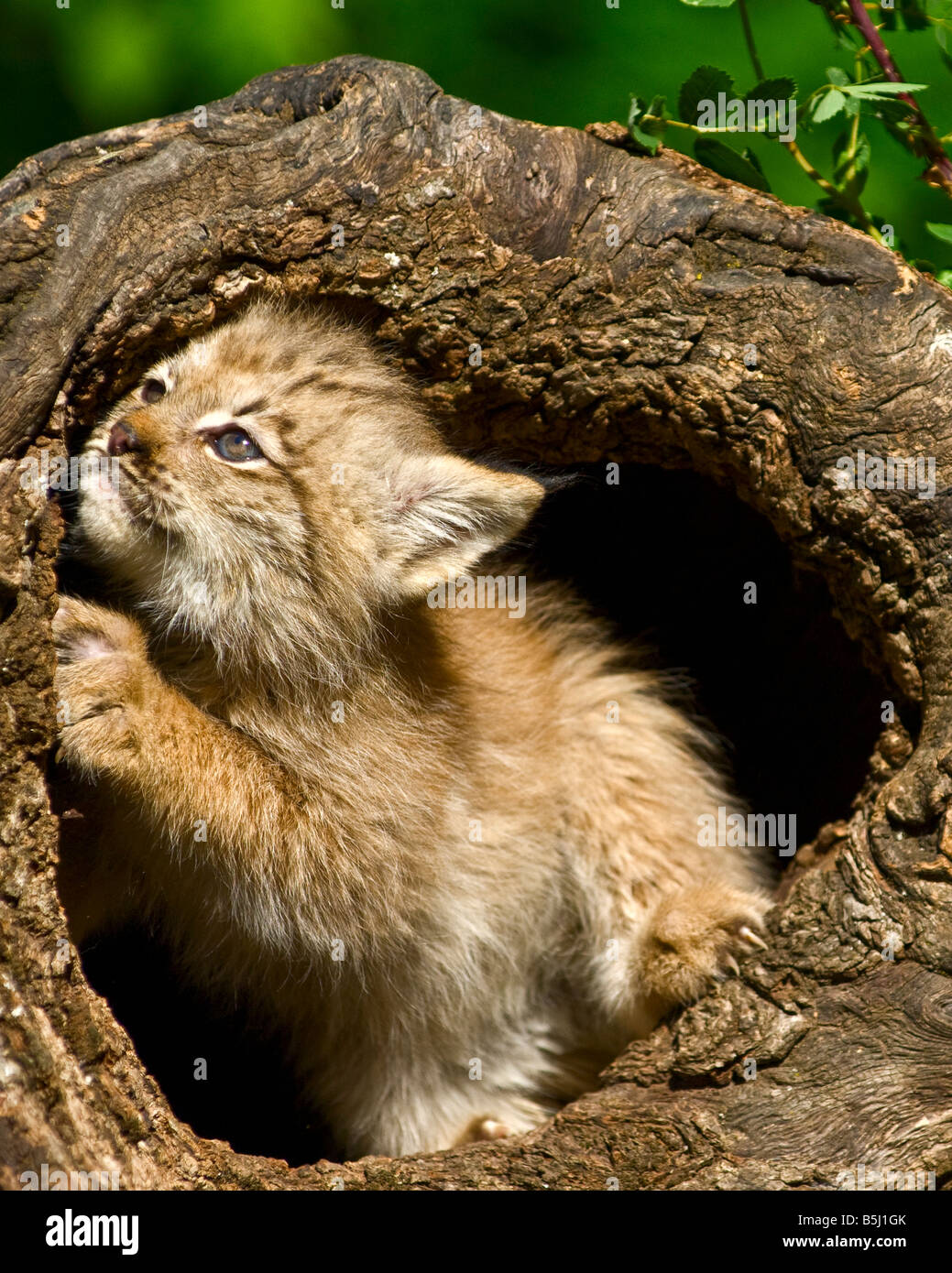 Canada lynx paws hi-res stock photography and images - Alamy