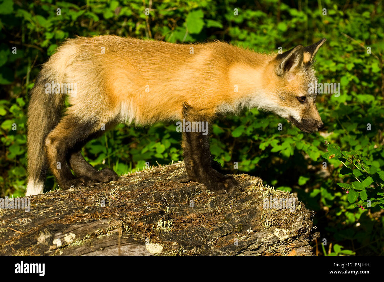 Fox pup plays on a fallen log - controlled conditions Stock Photo - Alamy