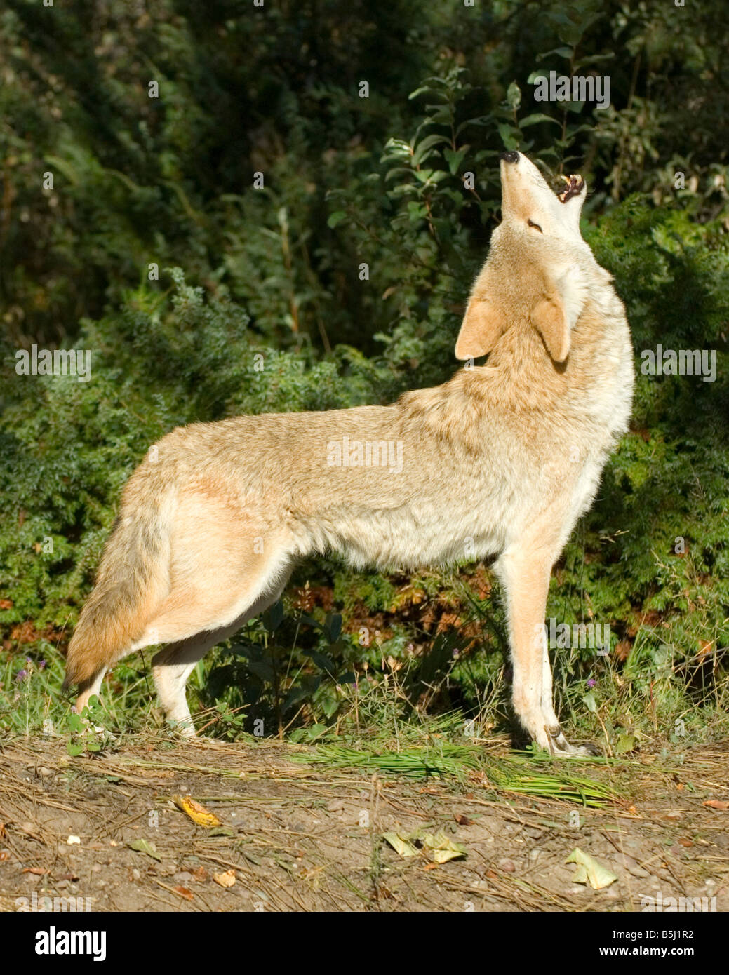 Bushy tail coyote hi-res stock photography and images - Alamy