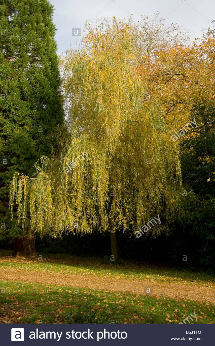 Weeping Trees Stock Photos & Weeping Trees Stock Images - Alamy