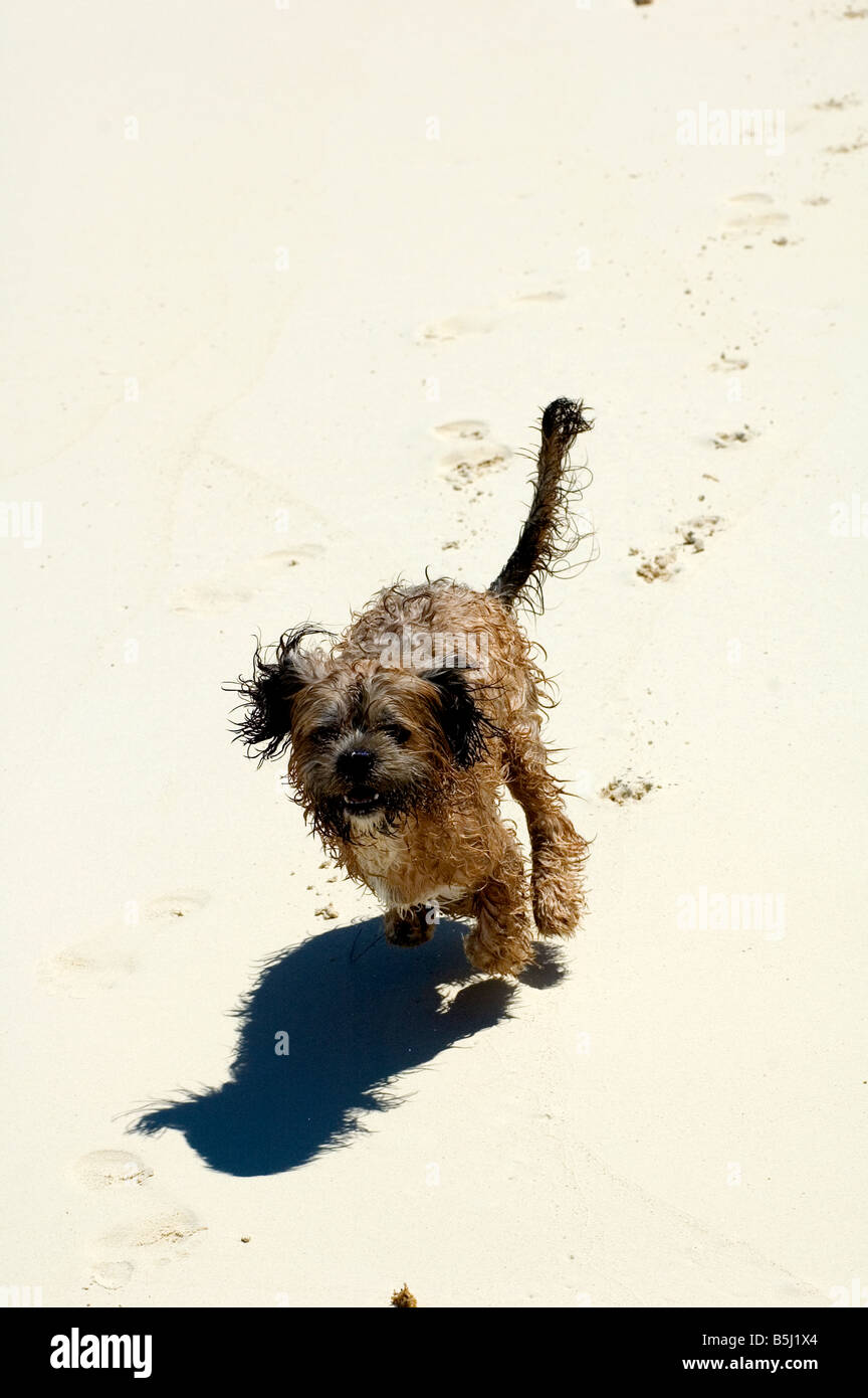Dog running on beach, Rose Island, Bahamas Stock Photo - Alamy