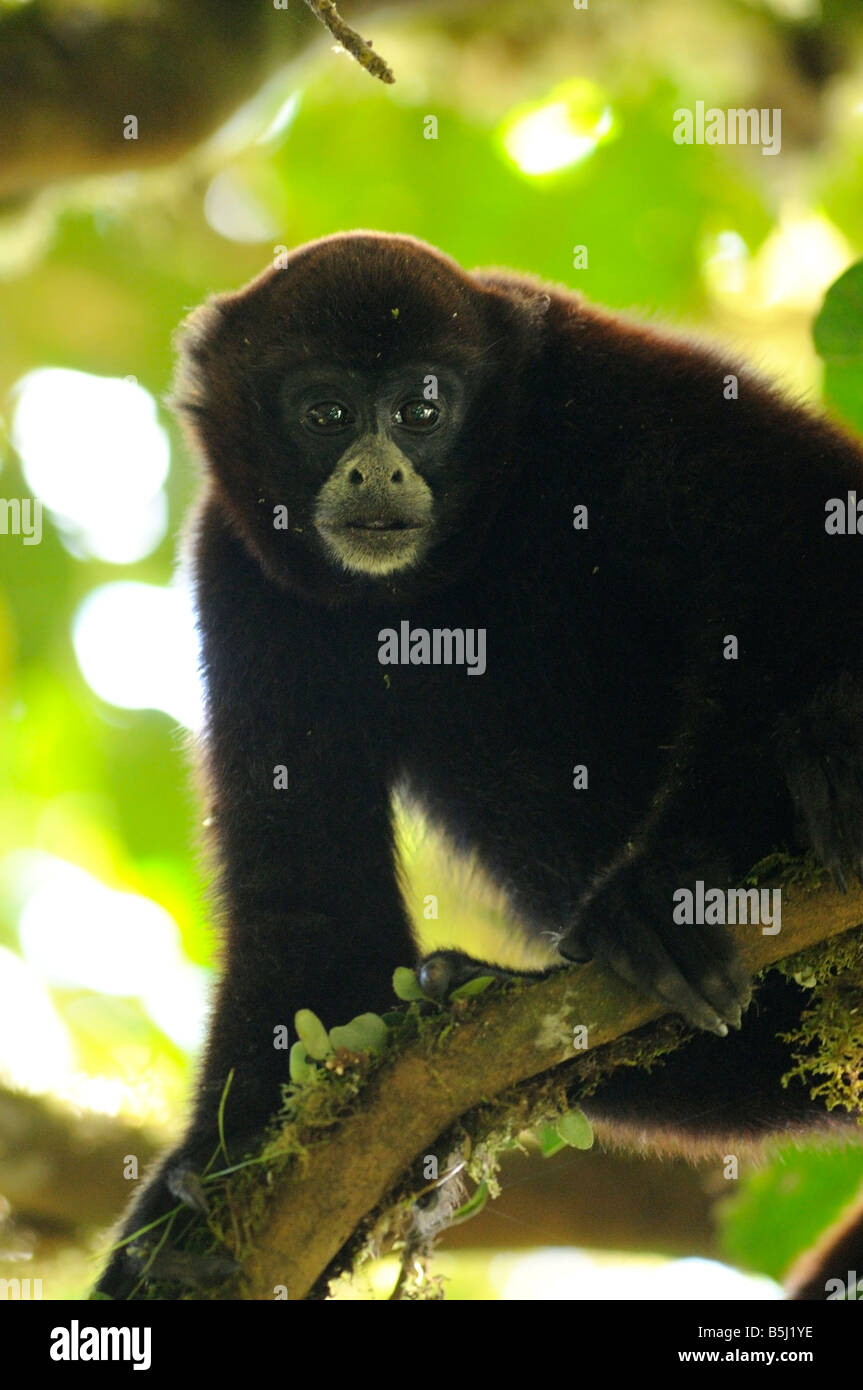 Yellow-tailed Woolly monkey Oreonax flavicauda Stock Photo - Alamy