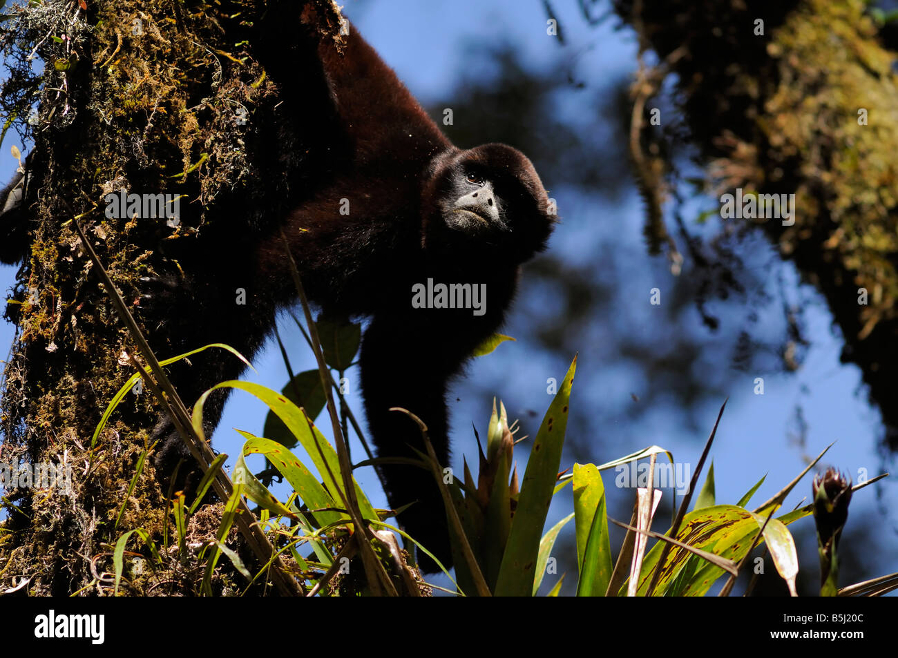 Yellow-tailed Woolly monkey Oreonax flavicauda Stock Photo - Alamy