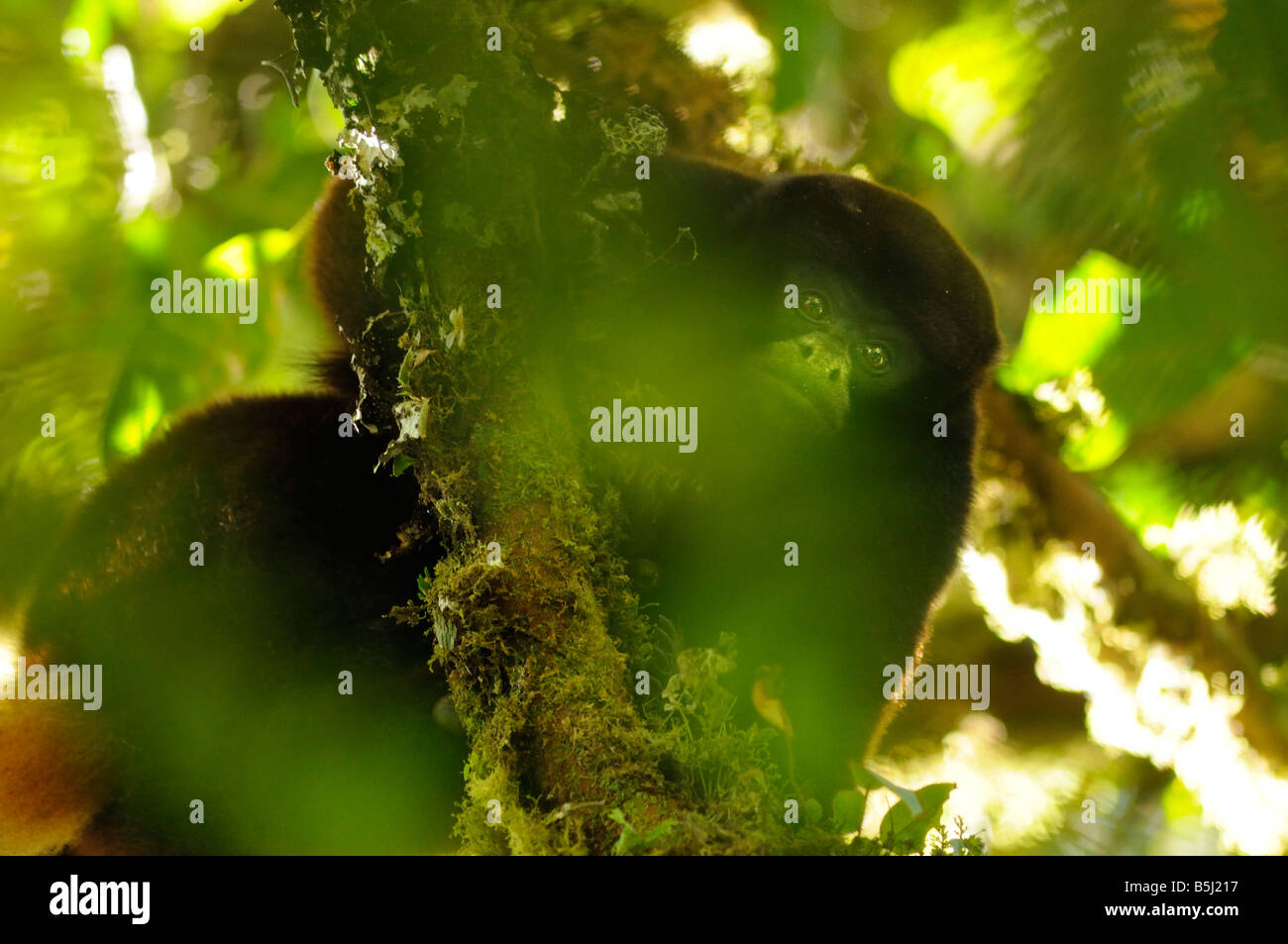 Yellow-tailed Woolly monkey Oreonax flavicauda Stock Photo - Alamy