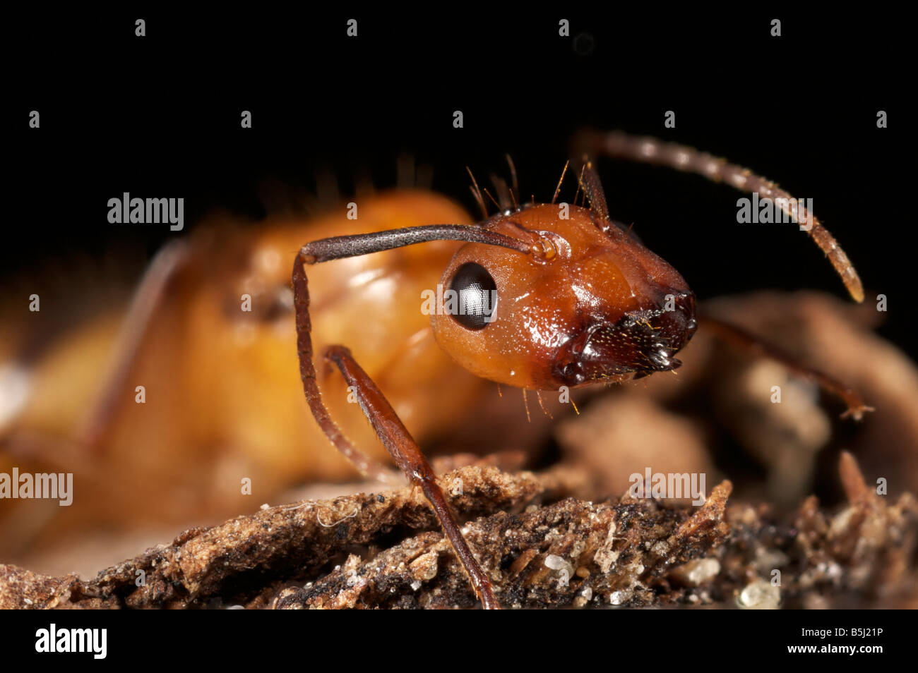 Extreme Close Up Ant High Resolution Stock Photography and Images - Alamy