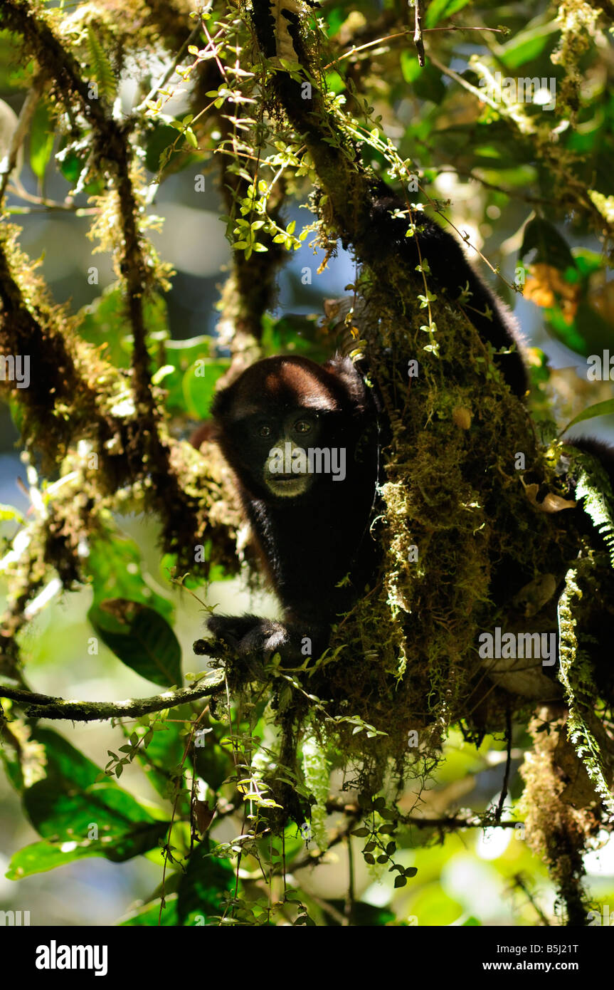 Yellow-tailed Woolly monkey Oreonax flavicauda Stock Photo - Alamy