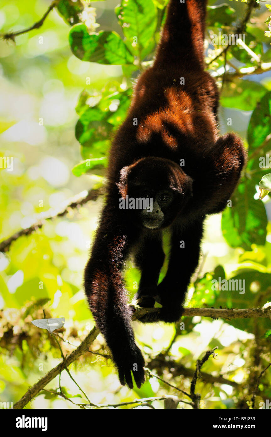 Yellow Tailed Woolly Monkey High Resolution Stock Photography and ...