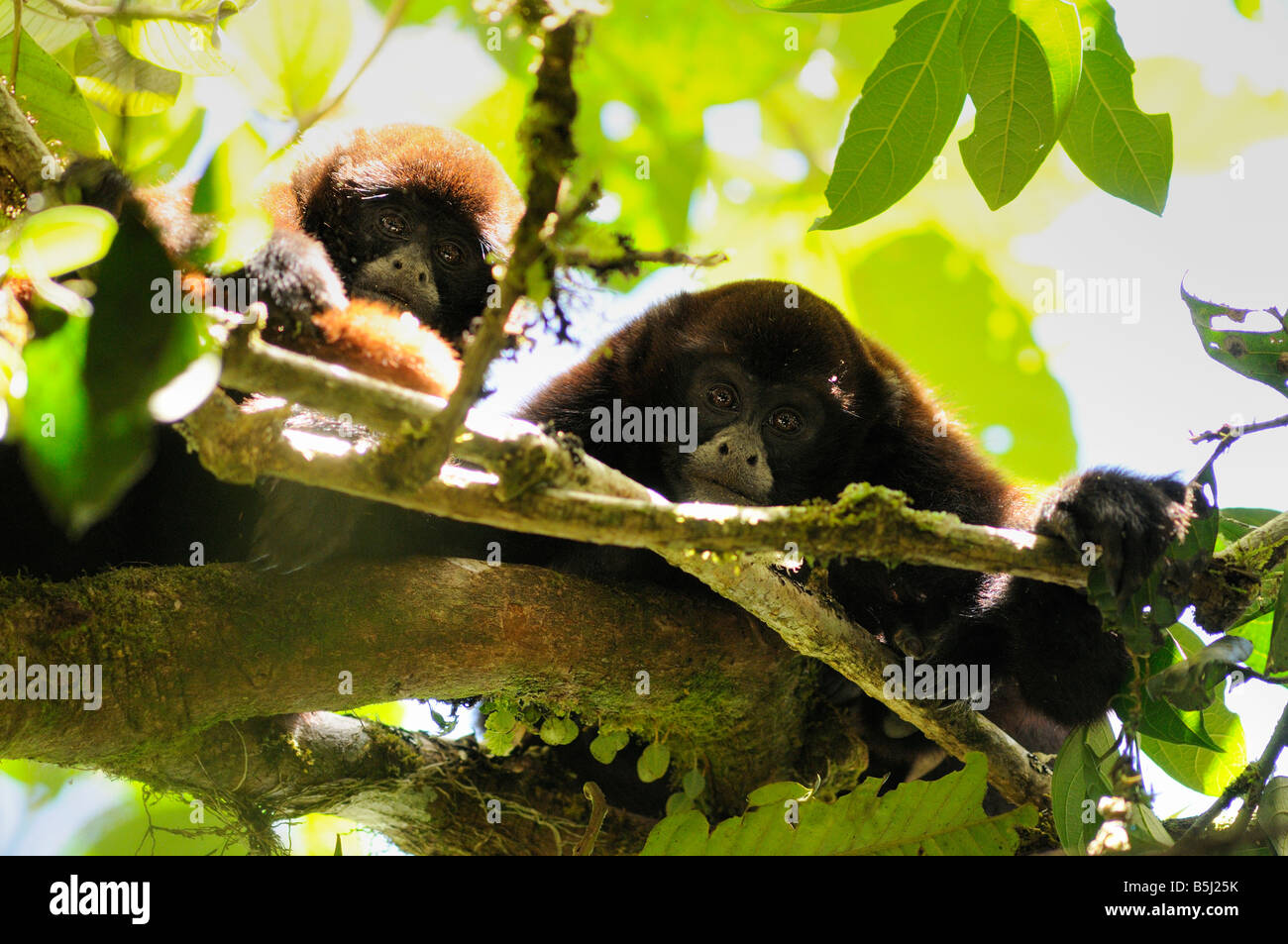 Yellow-tailed Woolly monkey Oreonax flavicauda Stock Photo - Alamy
