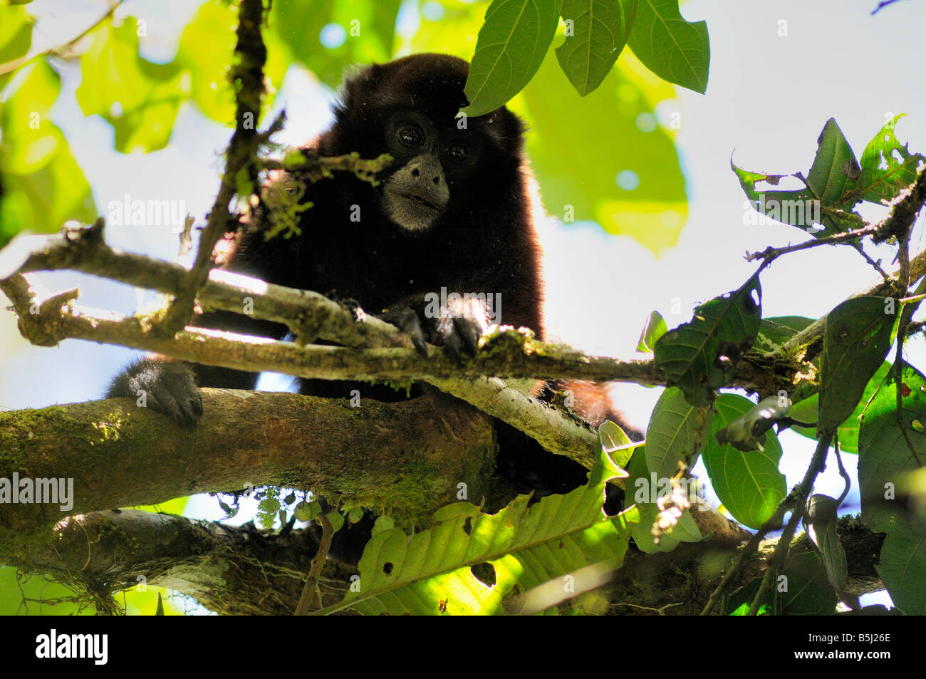 Yellow-tailed Woolly monkey Oreonax flavicauda WILD Stock Photo - Alamy
