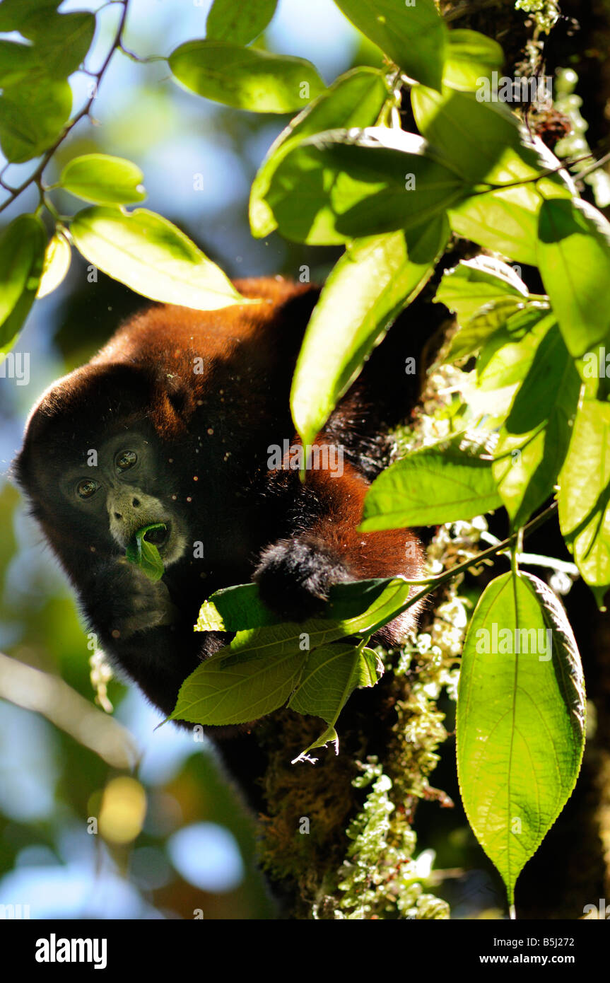 Yellow-tailed Woolly monkey Oreonax flavicauda WILD Stock Photo - Alamy