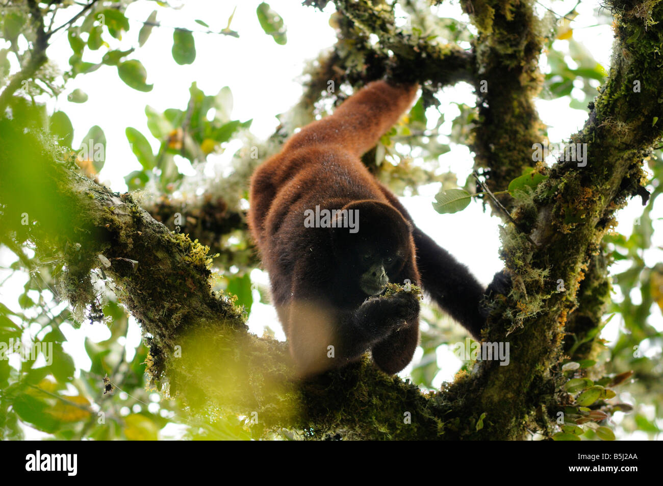 Yellow-tailed Woolly monkey Oreonax flavicauda WILD Alto Mayo Amazonas ...