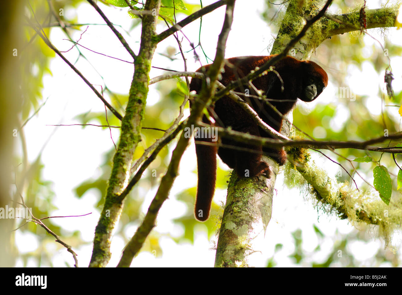 Yellow-tailed Woolly monkey Oreonax flavicauda WILD Alto Mayo Amazonas ...