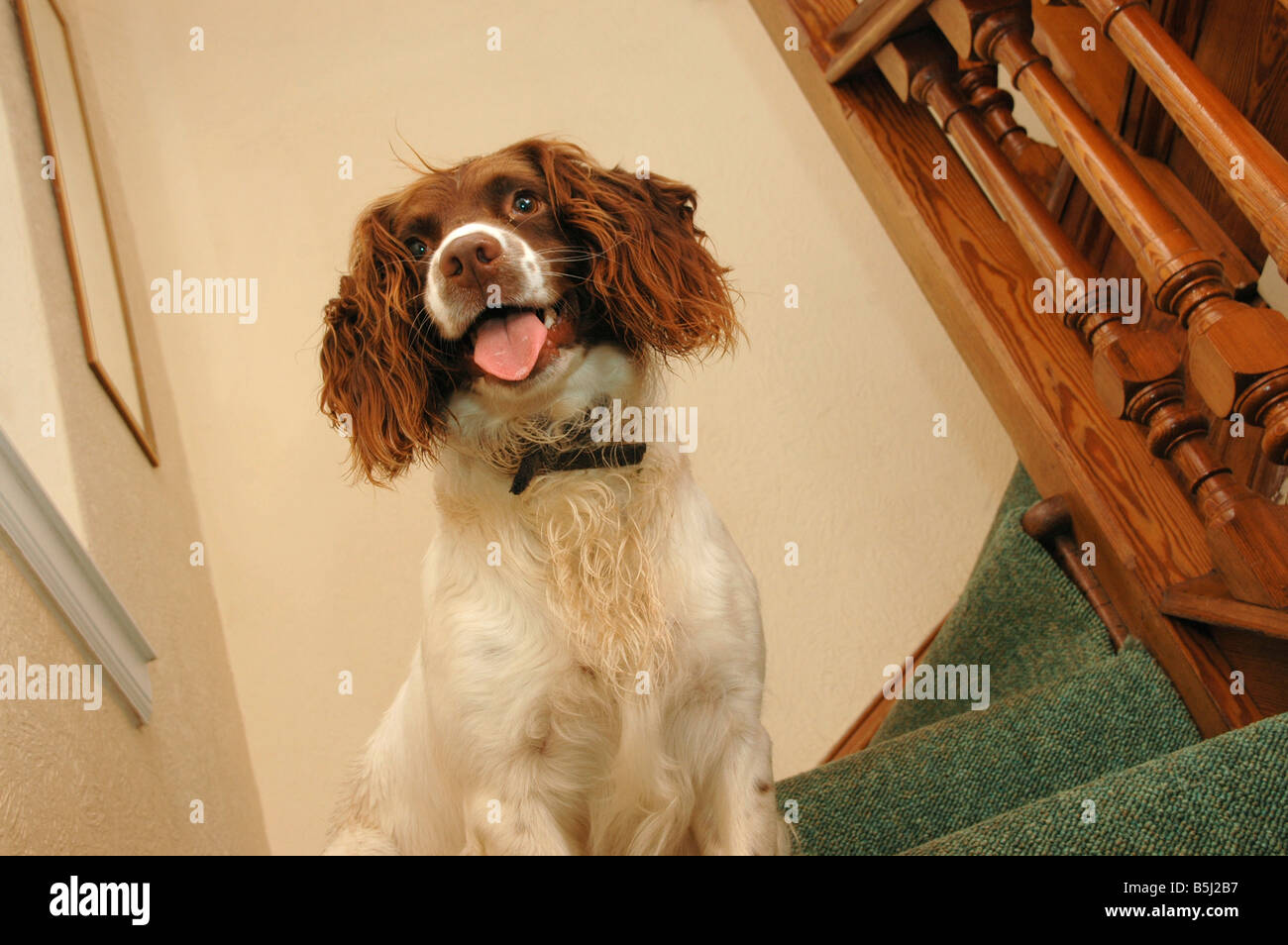 A happy springer spaniel sits on the staircase waiting for guests to ...