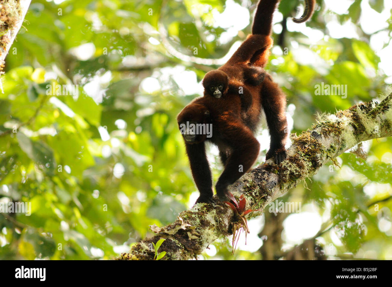 Yellow-tailed Woolly monkey Oreonax flavicauda WILD Alto Mayo Amazonas ...