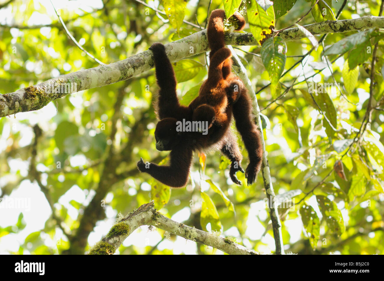 Yellow-tailed Woolly monkey Oreonax flavicauda WILD Alto Mayo Amazonas ...