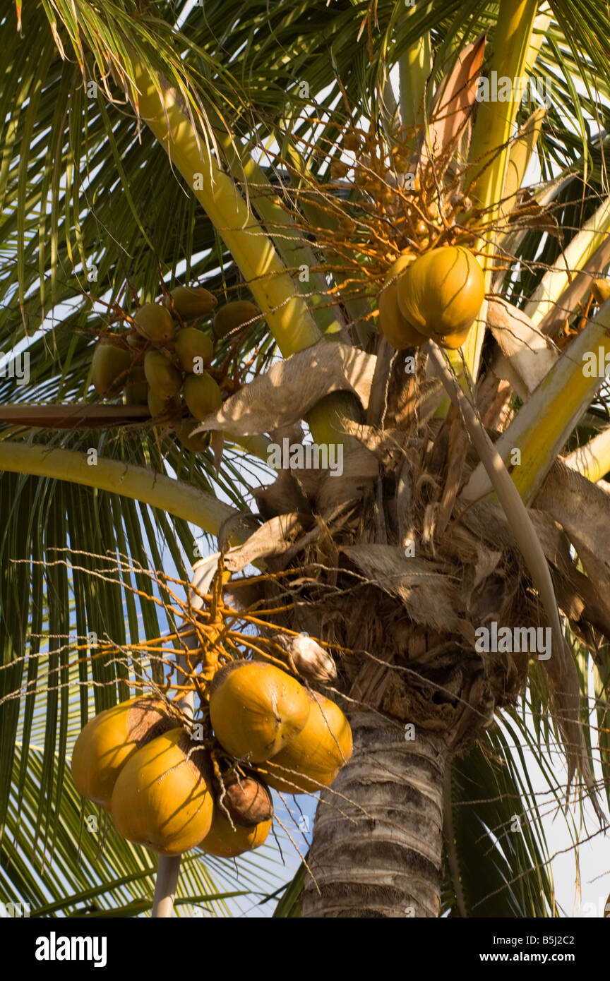 Coconuts, Coconut Tree, Nassau, Bahamas Stock Photo - Alamy