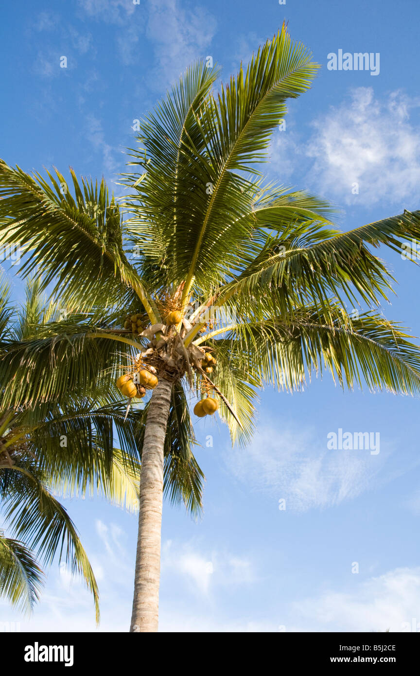 Coconuts, Coconut Tree, Nassau, Bahamas Stock Photo - Alamy