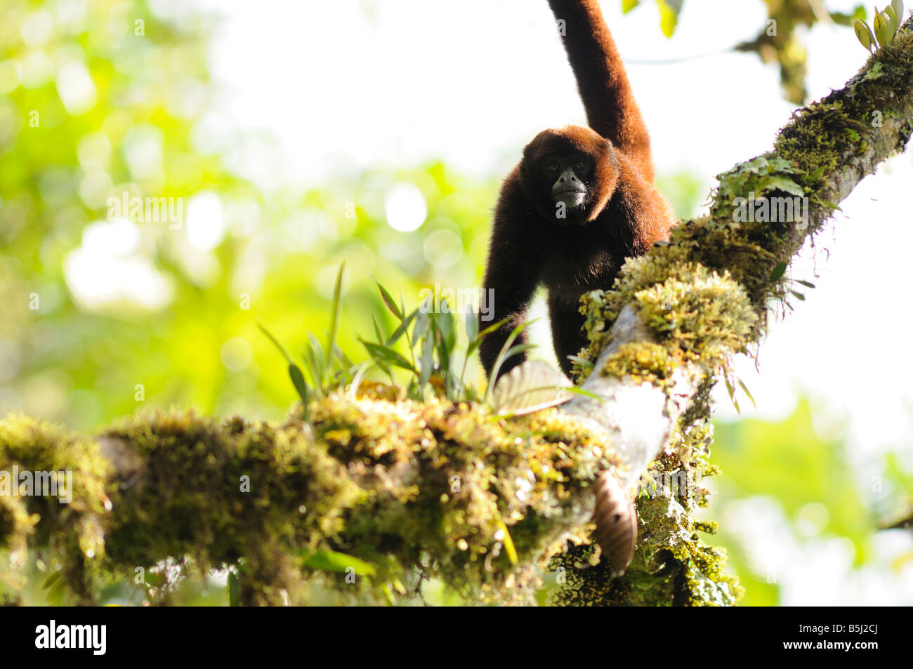 Yellow-tailed Woolly monkey Oreonax flavicauda WILD Alto Mayo Amazonas ...