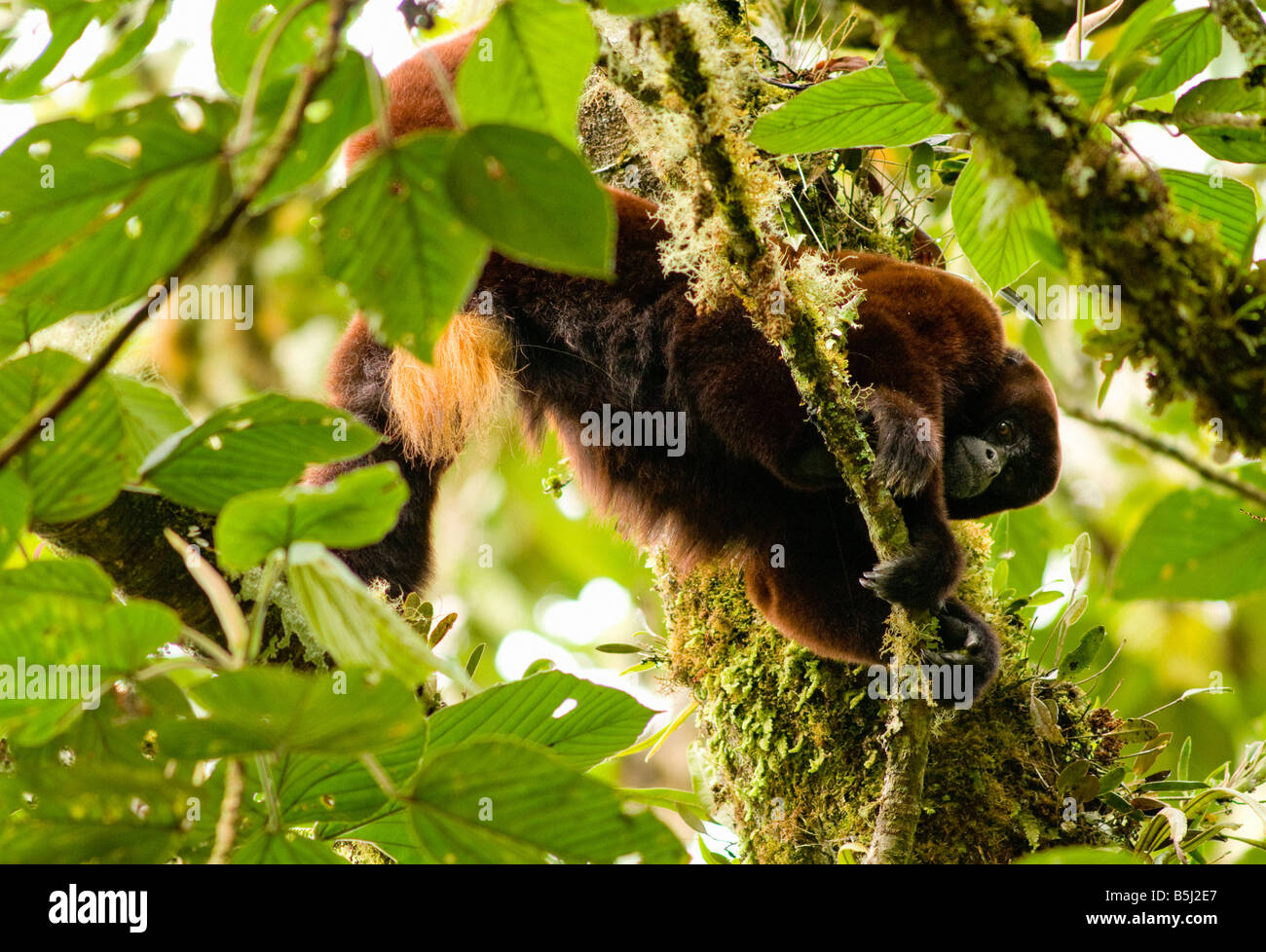 Yellow tailed woolly monkey hi-res stock photography and images - Alamy