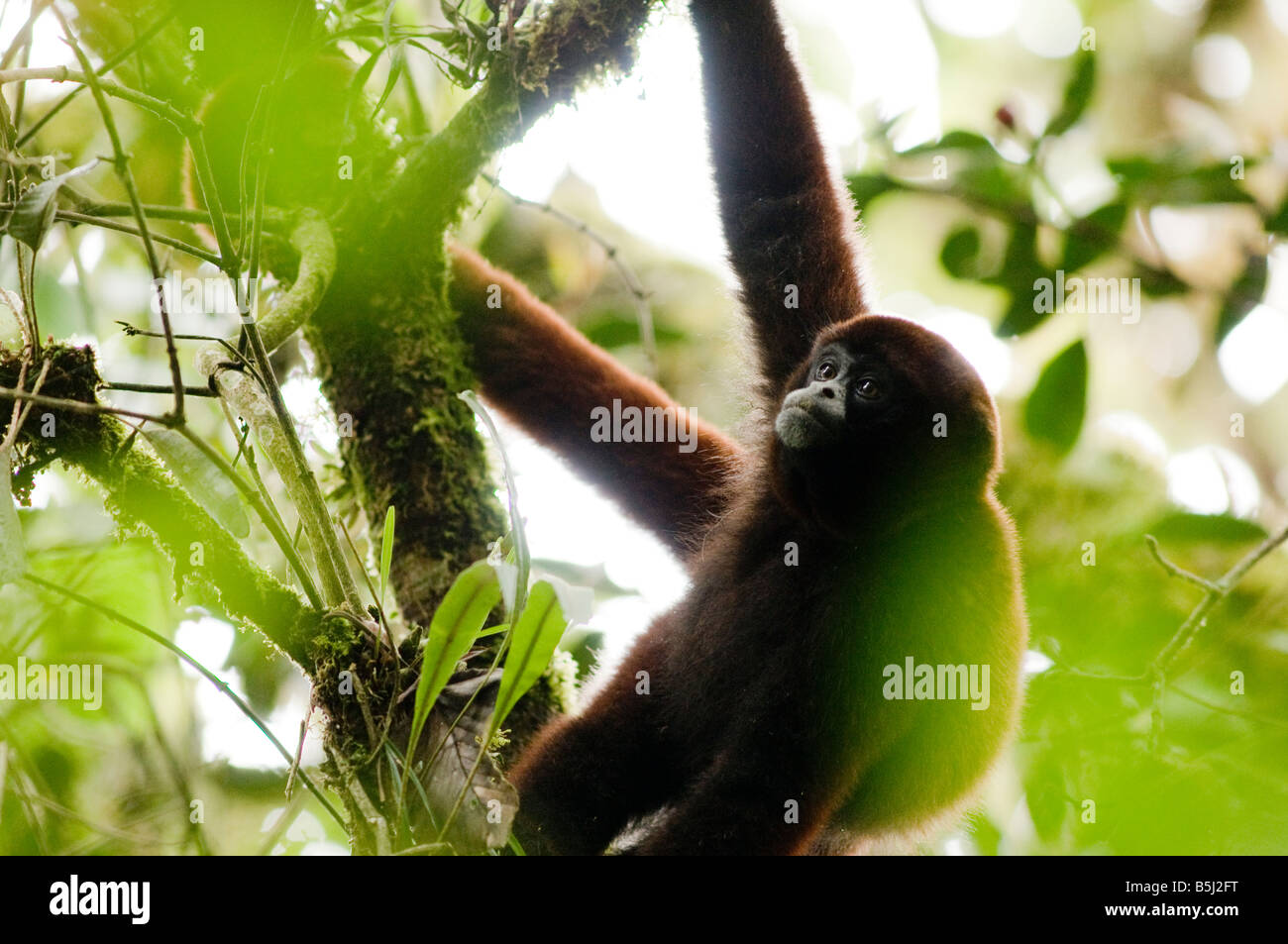 Yellow-tailed Woolly monkey Oreonax flavicauda WILD Alto Mayo Amazonas ...