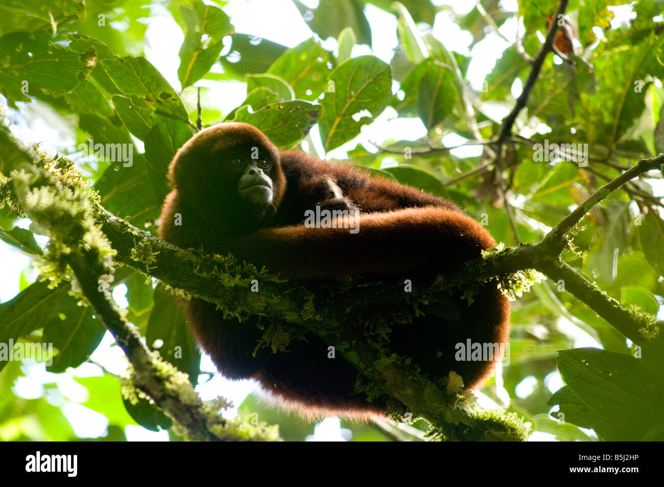 Yellow-tailed Woolly monkey Oreonax flavicauda WILD Alto Mayo Amazonas ...