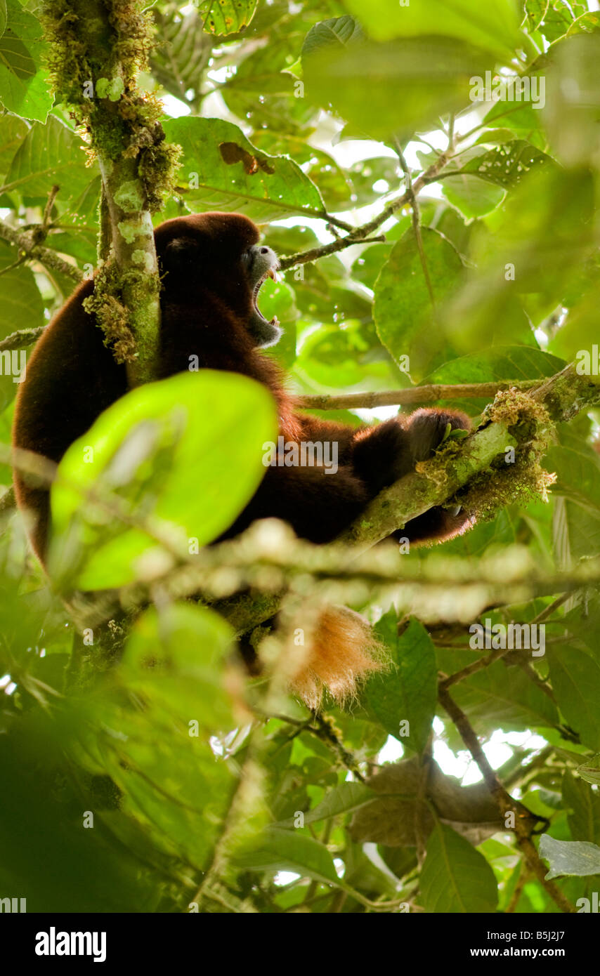 Kpcofgs yellow tailed woolly monkey oreonax flavicauda monkeys ...