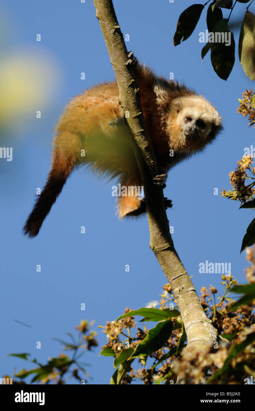 Andean titi monkey hi-res stock photography and images - Alamy