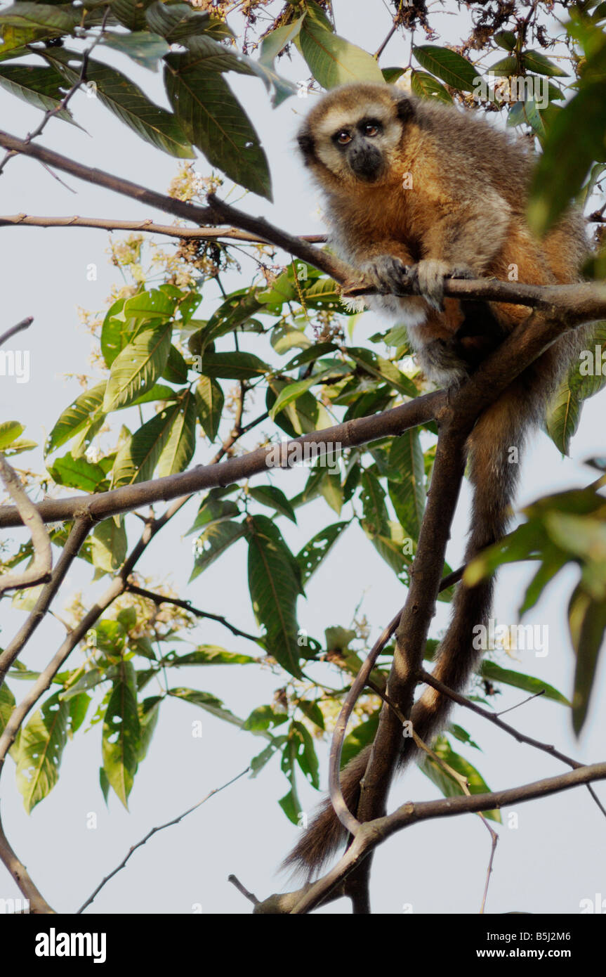 Andean Titi Monkey Callicebus oenanthe WILD Alto Mayo, Peru (recently ...