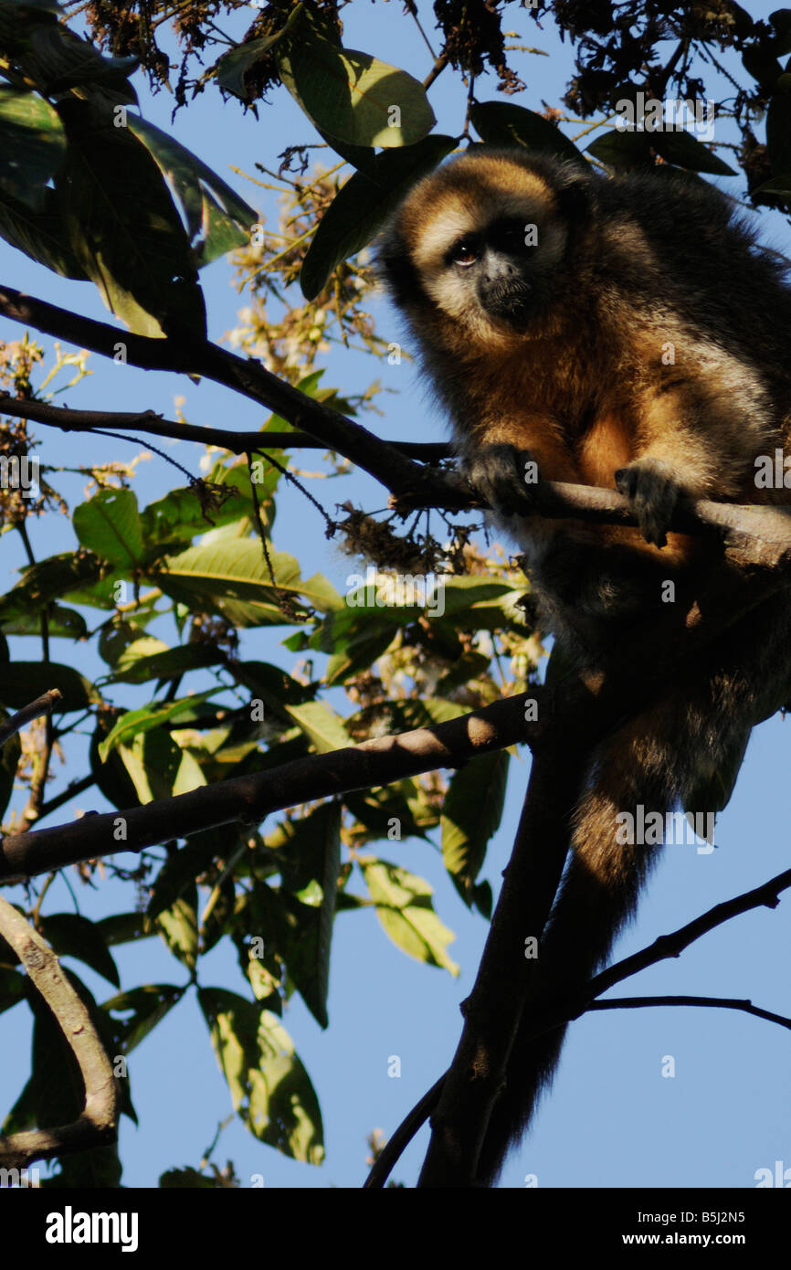 Titi Monkey Stock Photos & Titi Monkey Stock Images - Alamy
