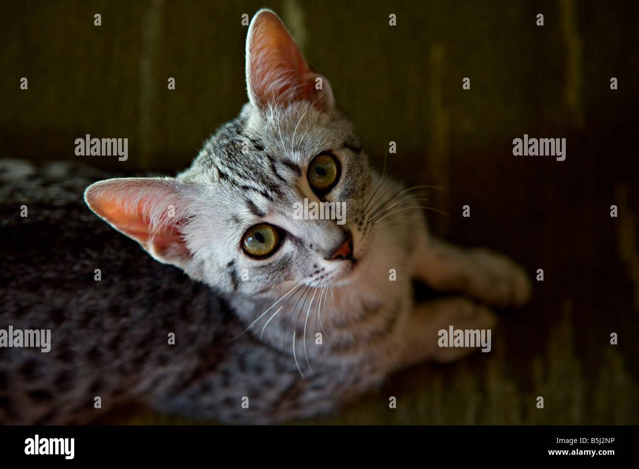 Egyptian Mau kitten Stock Photo - Alamy