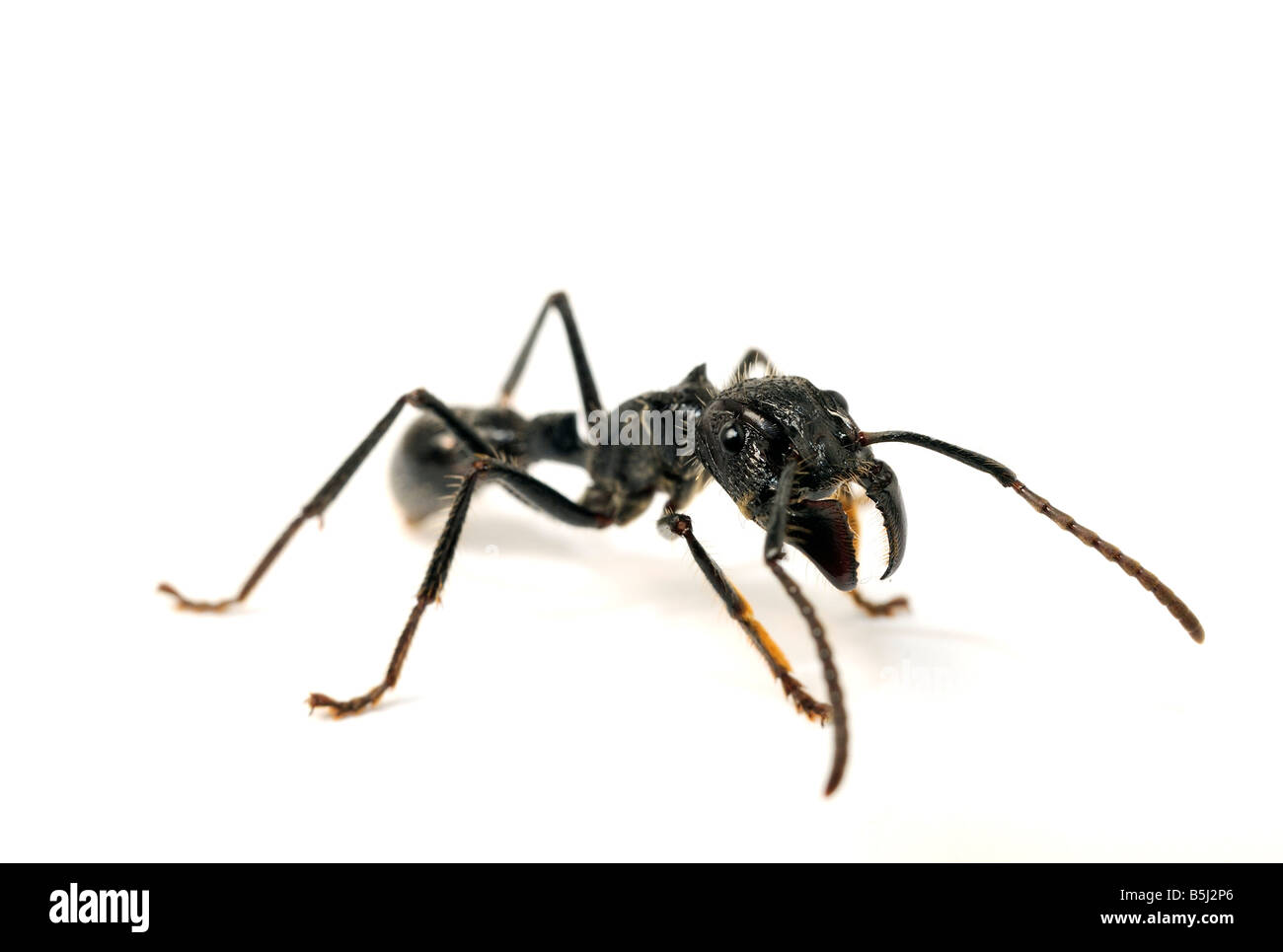 Isula or Bullet Ant Paraponera clavata ant Stock Photo - Alamy