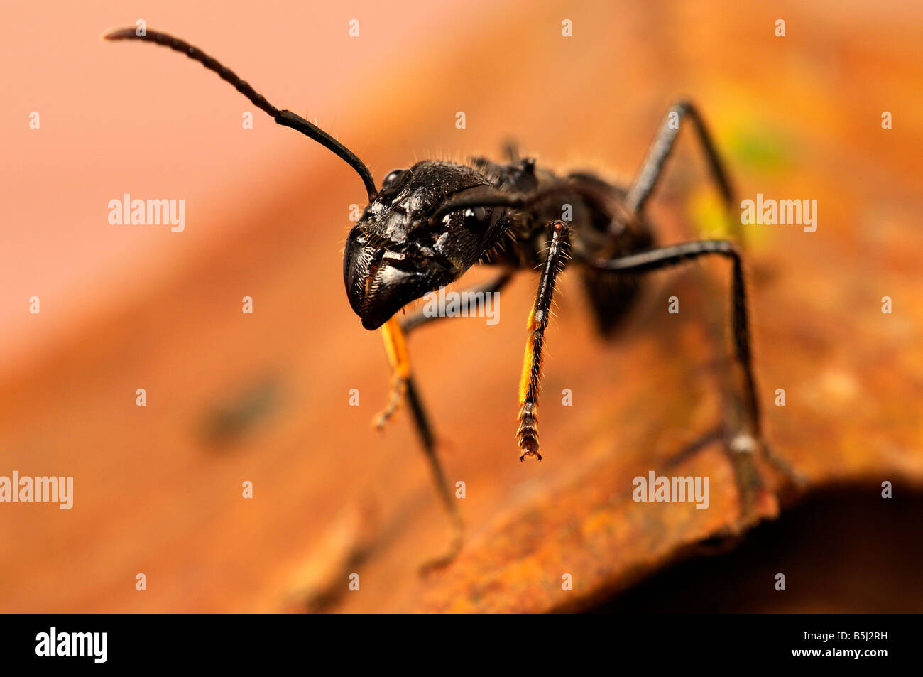 Isula or Bullet Ant Paraponera clavata Stock Photo - Alamy