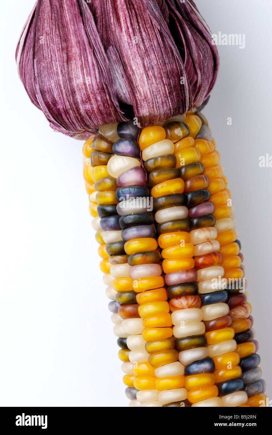 Colorful colourful Indian corn, maize Stock Photo - Alamy