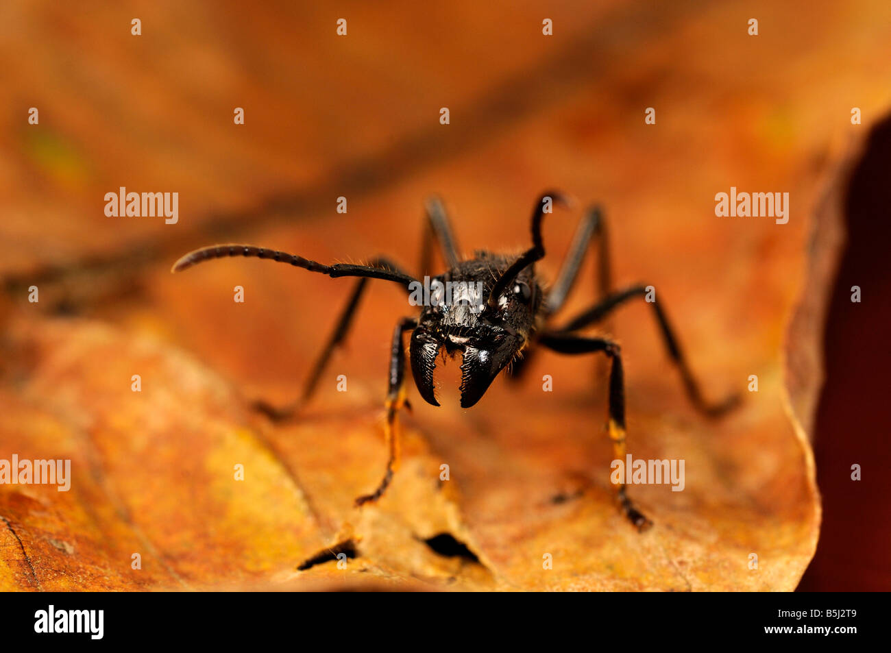 Bullet ants hi-res stock photography and images - Alamy