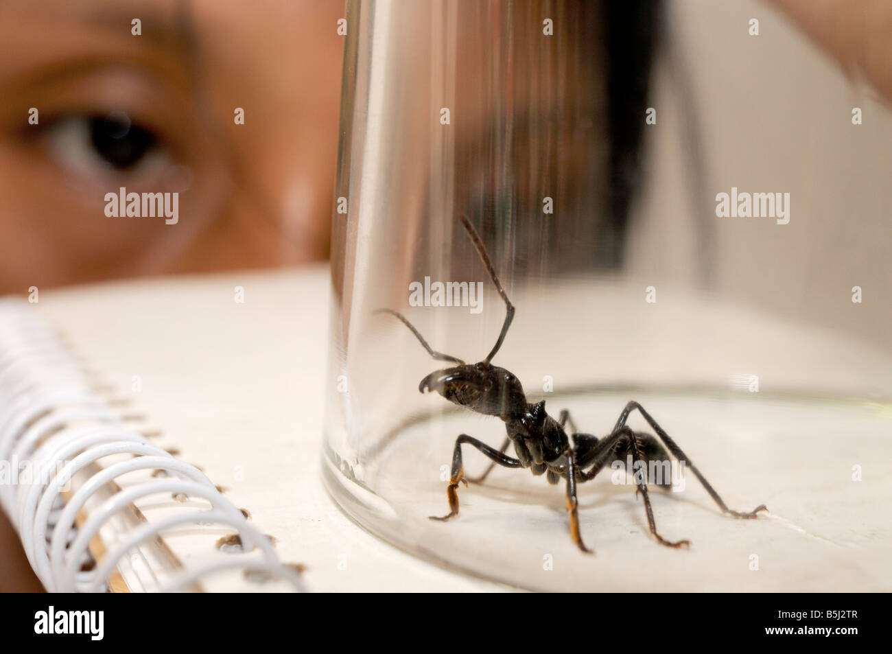 Girl studying ant Stock Photo - Alamy
