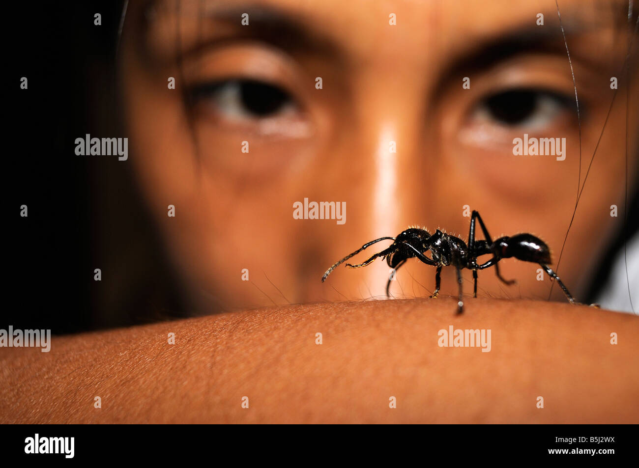 Isula or Bullet Ant Paraponera clavata Stock Photo - Alamy
