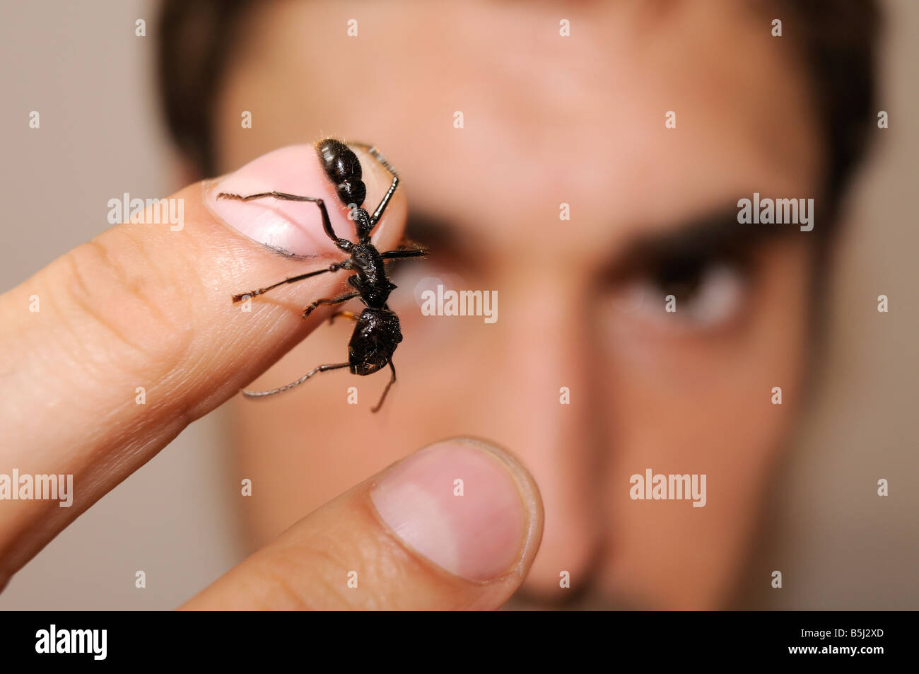 Paraponera Clavata High Resolution Stock Photography and Images - Alamy