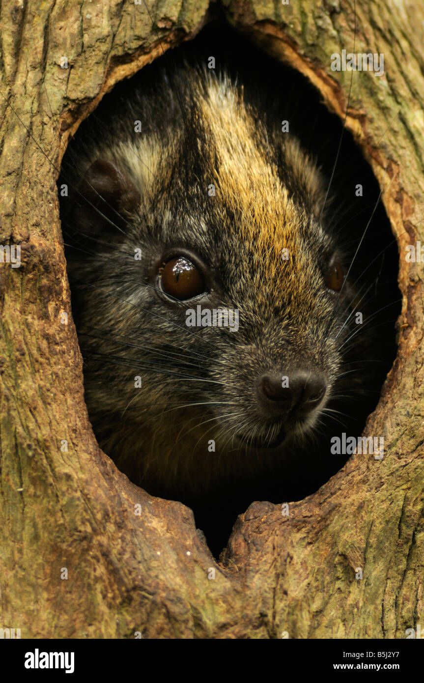 Isothrix hi-res stock photography and images - Alamy