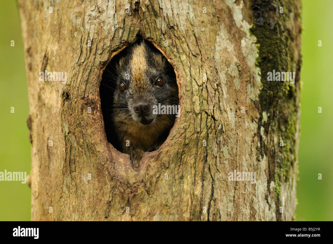 Yellow-crowned Brush-tailed Rat or Cono-cono, Isothrix bistriata Stock ...