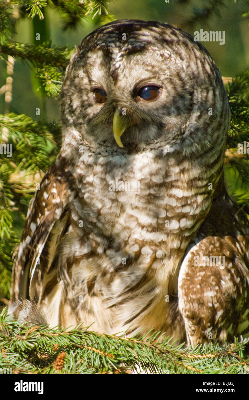 Rescued Barred Owl - flightless due to injury Stock Photo - Alamy