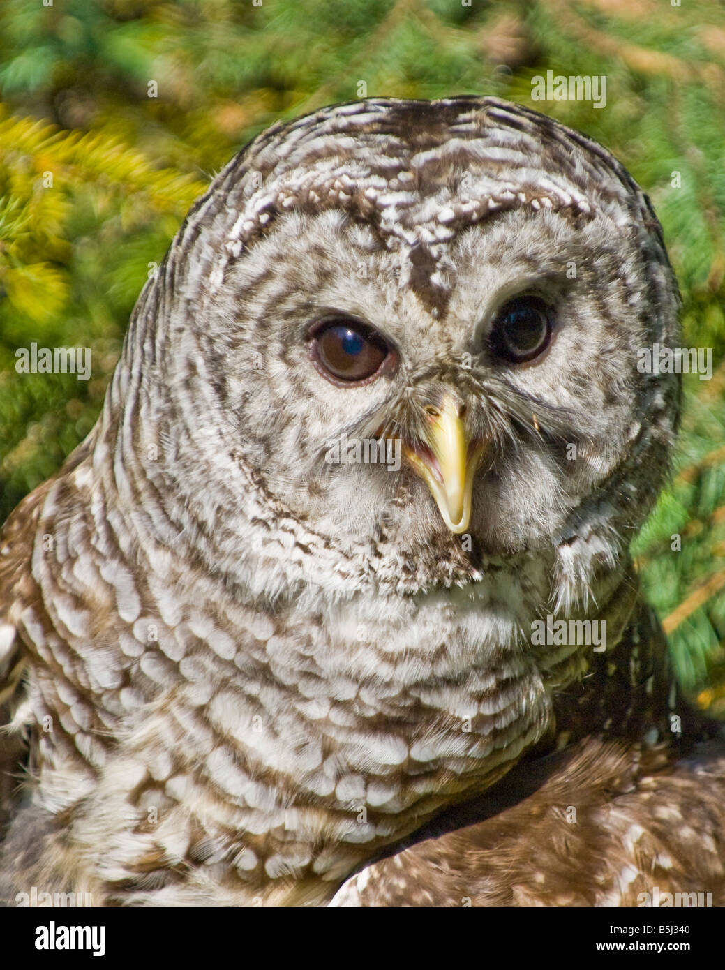 Rescued Barred Owl - flightless due to injury Stock Photo - Alamy
