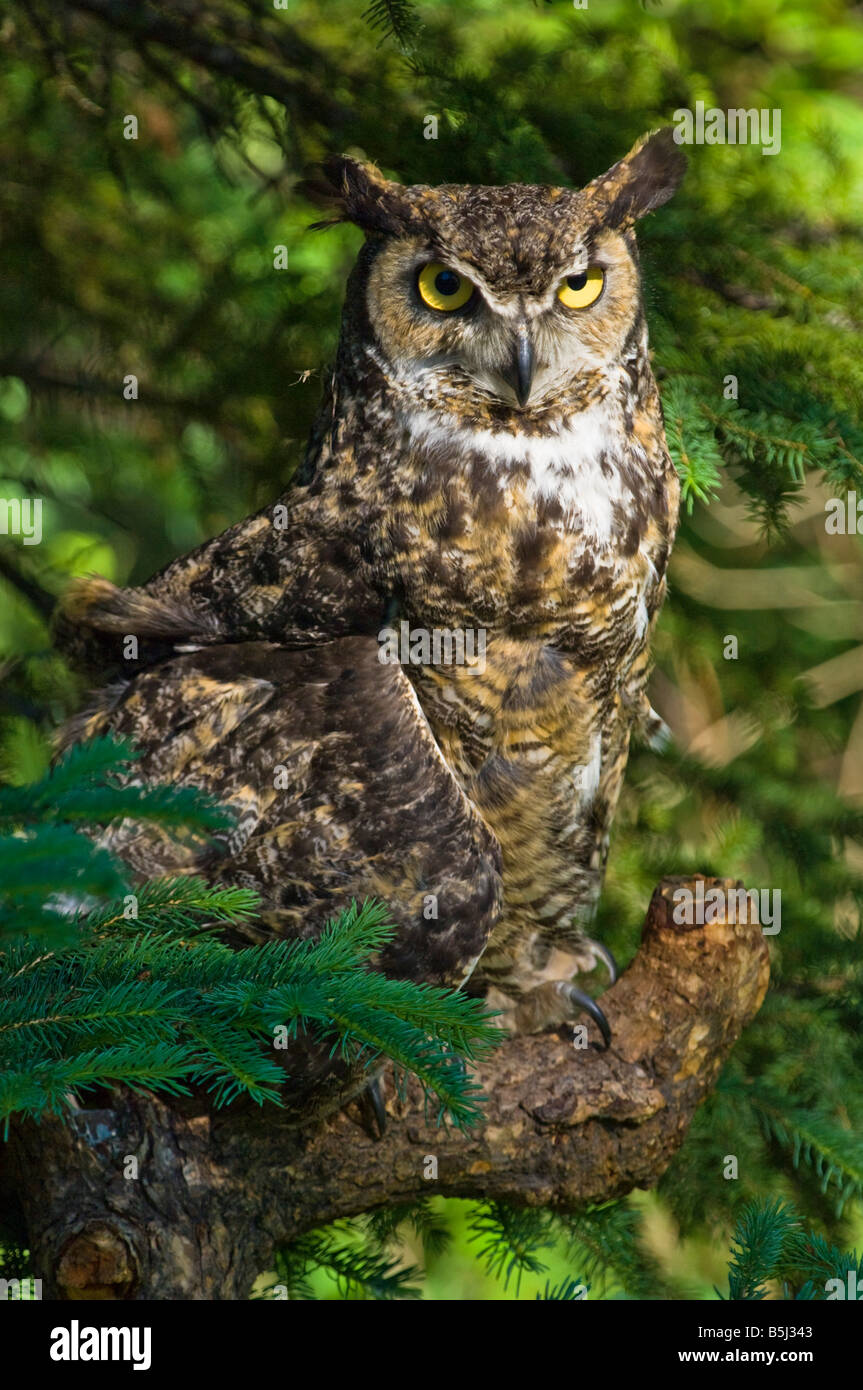 Rescued Great Horned Owl - flightless due to injury Stock Photo - Alamy