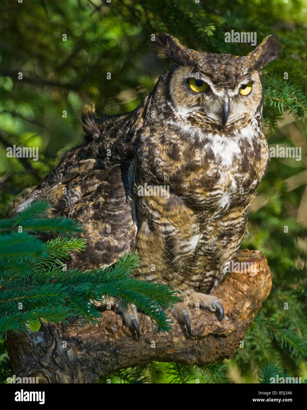 Rescued Great Horned Owl - flightless due to injury Stock Photo - Alamy
