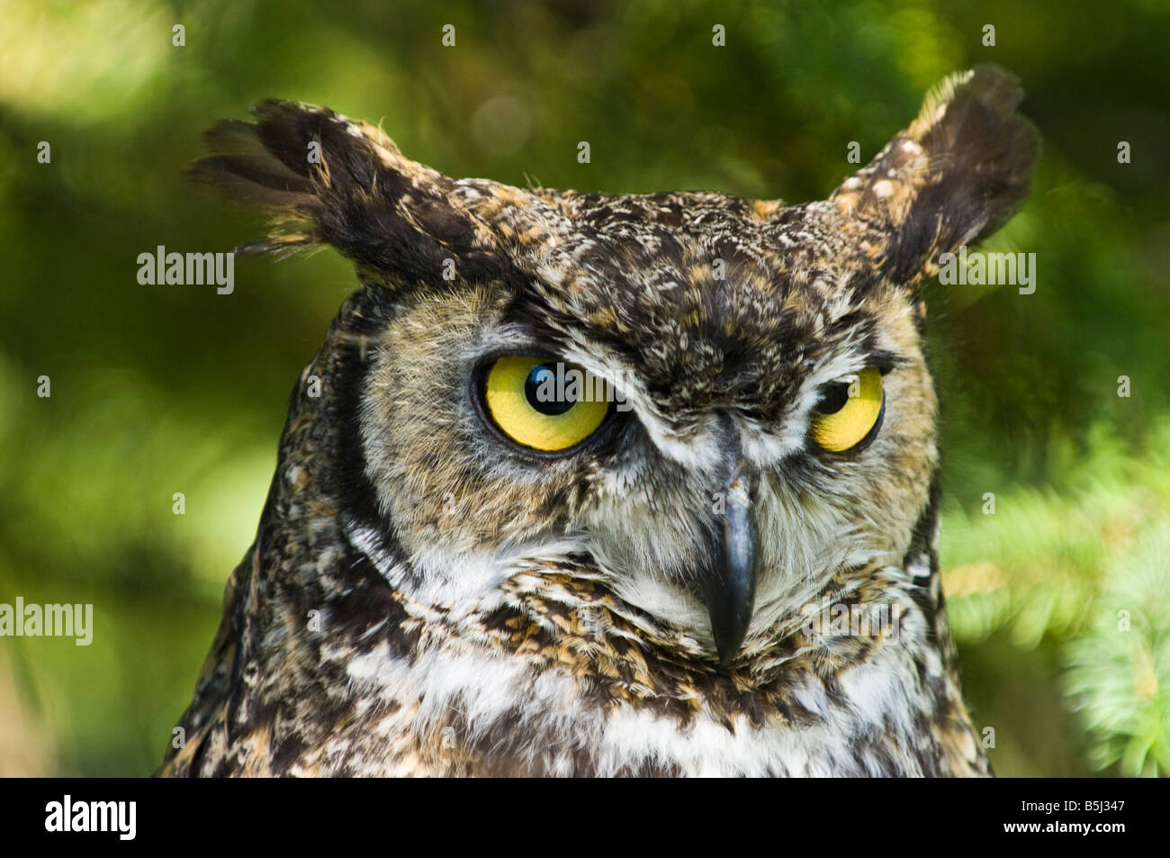 Rescued Great Horned Owl - flightless due to injury Stock Photo - Alamy
