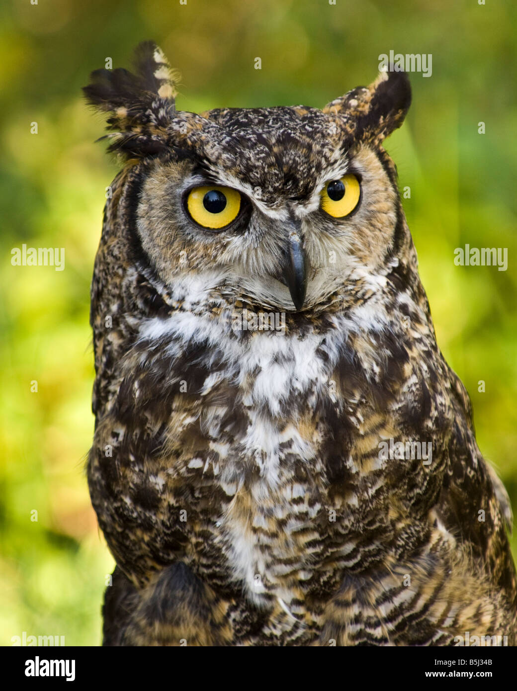 Rescued Great Horned Owl - flightless due to injury Stock Photo - Alamy