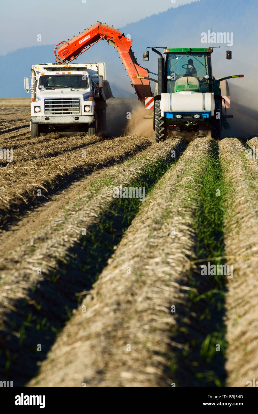 A tractor pulling a two row potato digger loads red potatoes into a ...